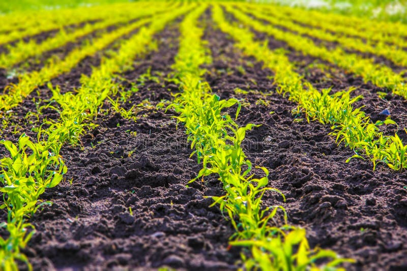 New corn field stock photo. Image of growth, cultivate - 31405756