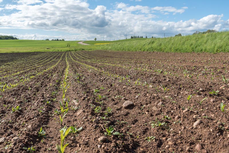 New corn field. stock photo. Image of plant, farming - 64316088