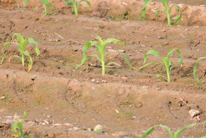 New Corn after Germination stock photo. Image of breaking - 146424900