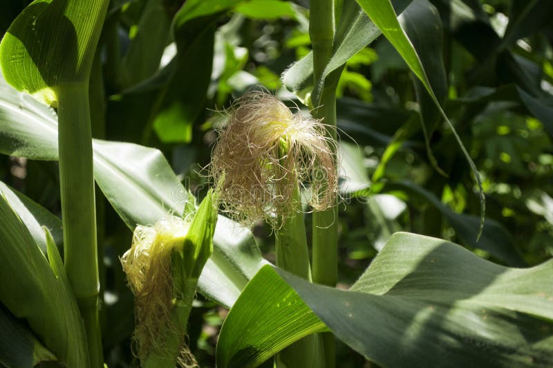 New Corn Growing stock photo. Image of field, industry - 57090244