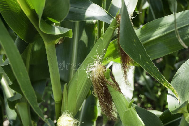 New Corn Growing stock image. Image of leaves, corn, ethanol - 57090267