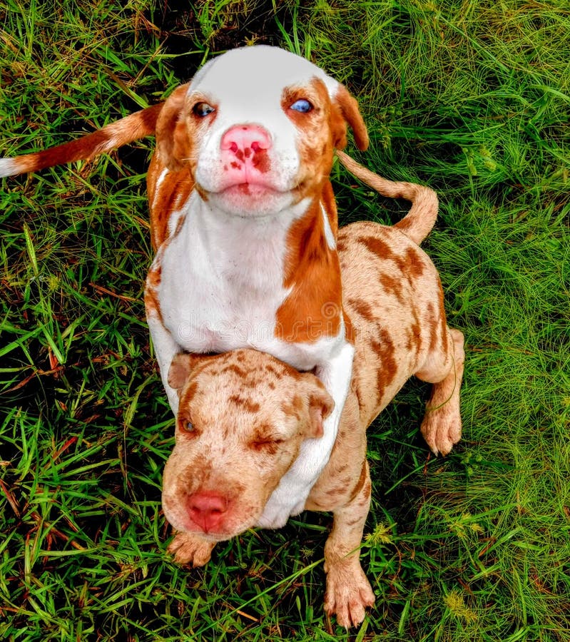 New cow pups stock image. Image of retriever, carnivore - 228974519
