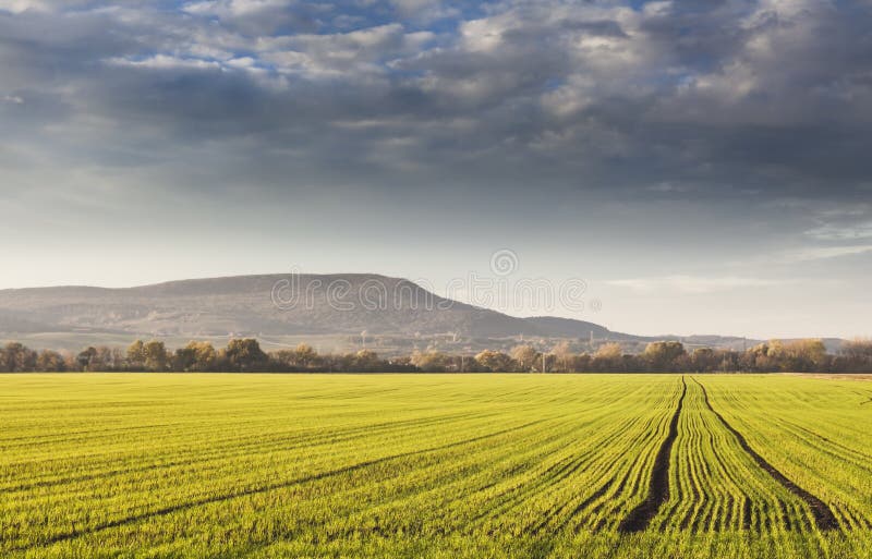 New crop stock image. Image of crop, forest, color, green - 28470797