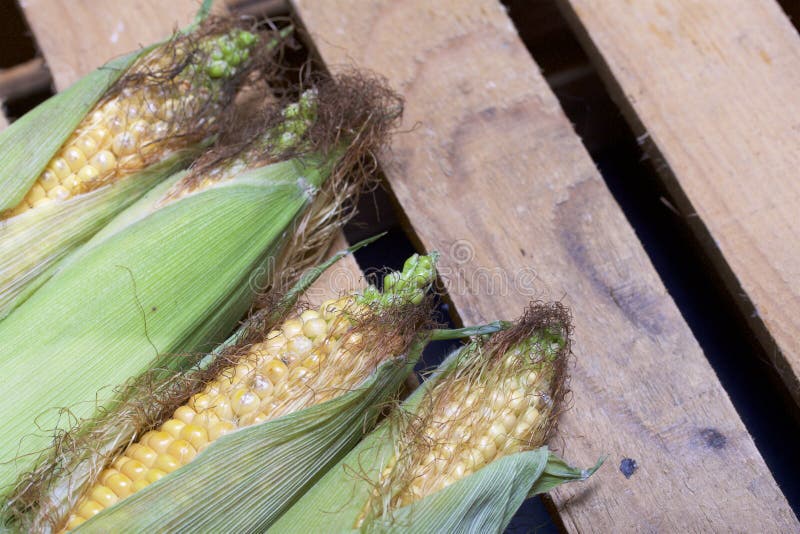 A New Crop. Corn Cobs Lie on a Wooden Box. Stock Photo - Image of ...