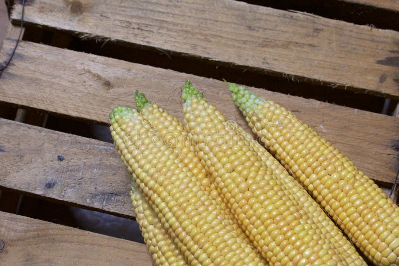 A New Crop. Corn Cobs Lie on a Wooden Box. Stock Image - Image of sweet ...