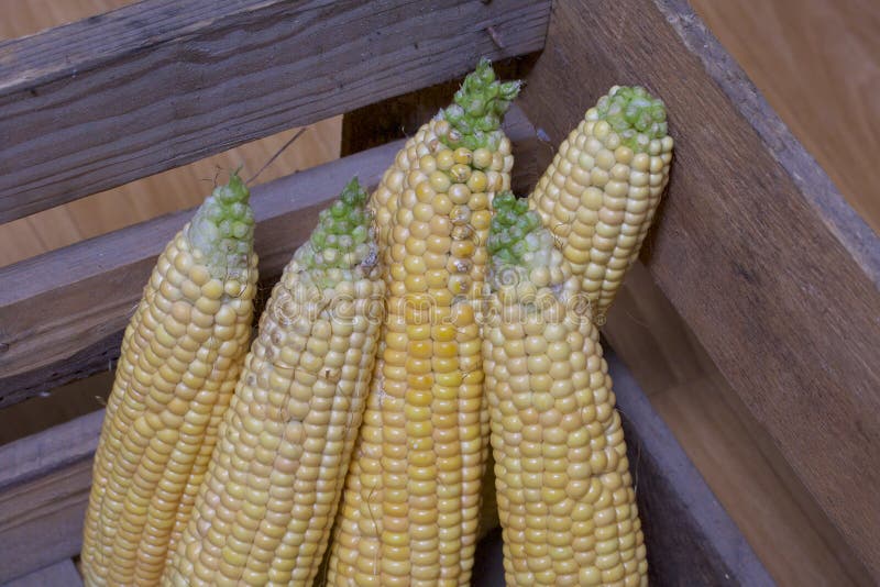 A New Crop. Corn Cobs Lie on a Wooden Box. Stock Photo - Image of ...
