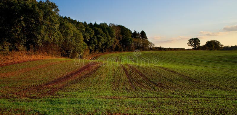 New crop on farmers field stock photo. Image of crop - 21708394