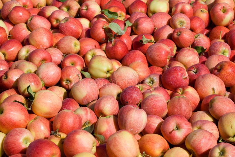 New Crop of Red Gala Apples Stock Photo - Image of orchard, vitamin ...