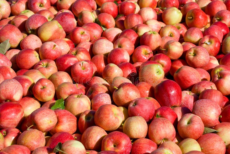 New Crop of Red Gala Apples Stock Photo - Image of leaves, tasty: 16043568