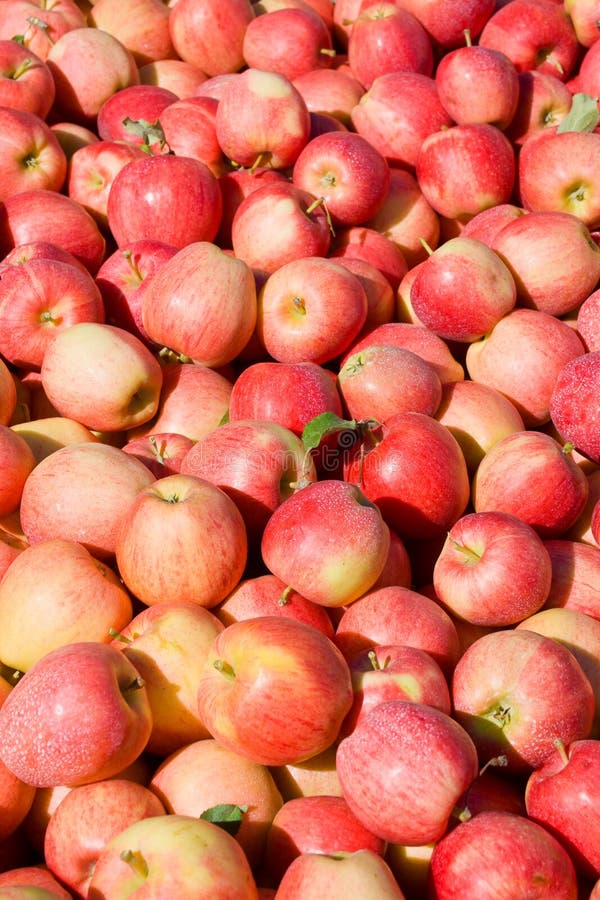New Crop of Red Gala Apples Stock Image - Image of fresh, tasty: 16112329
