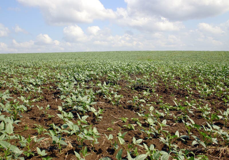 New crops and new day stock photo. Image of crops, scape - 1700824