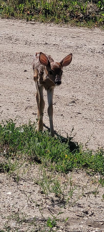 New curious fawn stock image. Image of fawn, curious - 222822147