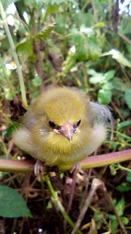 New hatchling stock photo. Image of cute, hatchling - 203430332