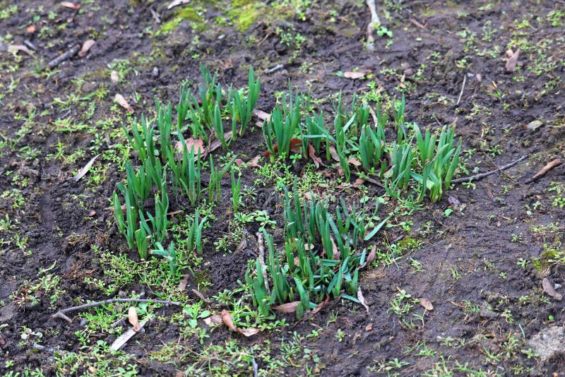 New Daffodil Shoots Emerging in Springtime. Stock Photo - Image of cold ...