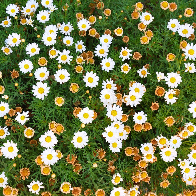 New Daisy Flower Blossoms and Withered Daisy Blossoms Stock Photo ...
