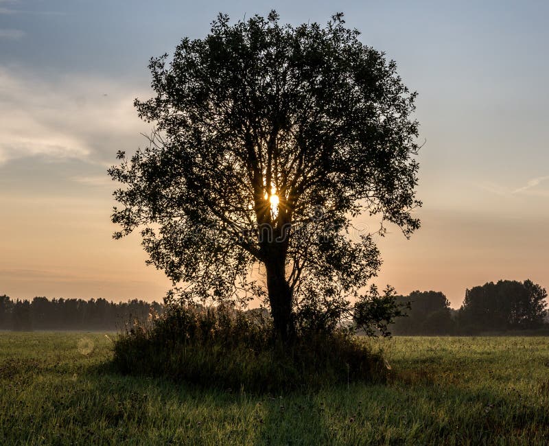 A New Day, the Dawn of a Tree Stock Image - Image of field, magical ...