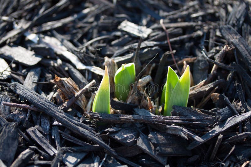 New Day Lily stock image. Image of spring, soil, macro - 39018185