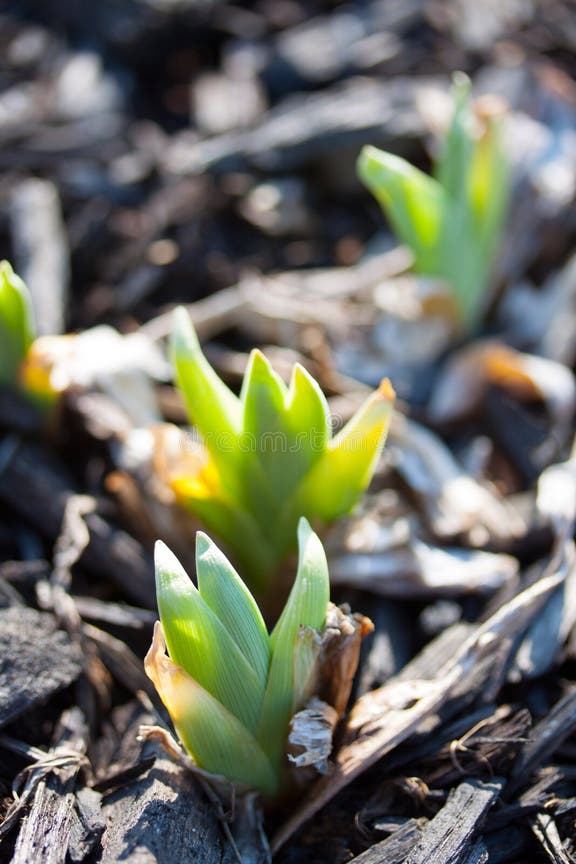 New Day Lily stock photo. Image of mulch, perennial, sprout - 39018202