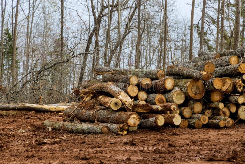 New Development with Trees Have Been Cleared on Land Stock Photo ...