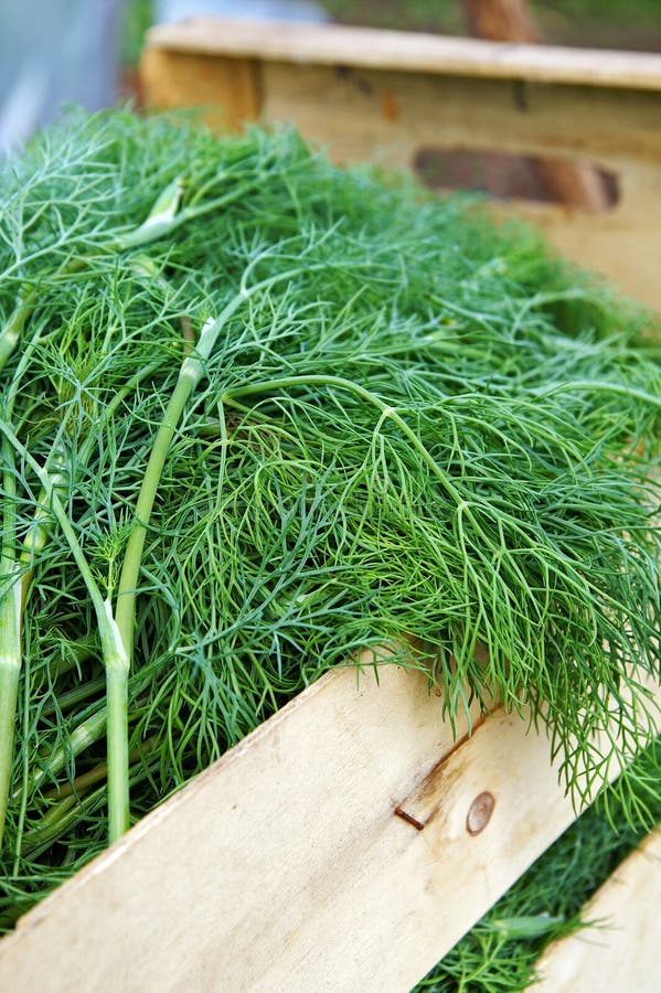 New Dill Crop in a Wooden Garden Box Stock Image - Image of abundance ...