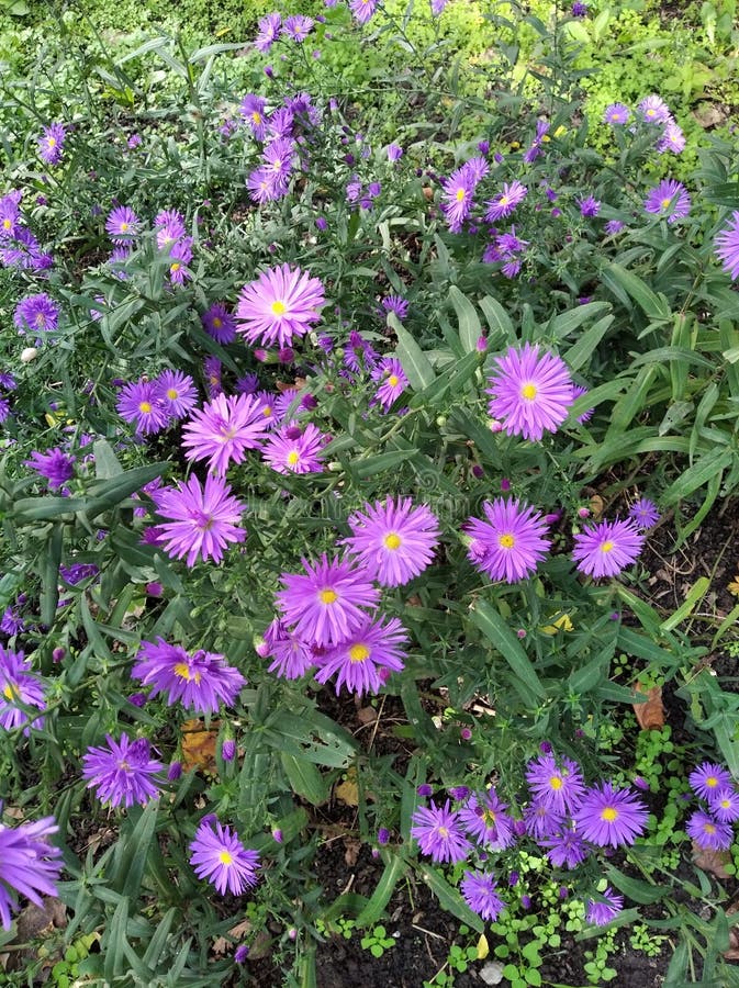 New England Aster among Leaves and Grass Stock Image - Image of england ...