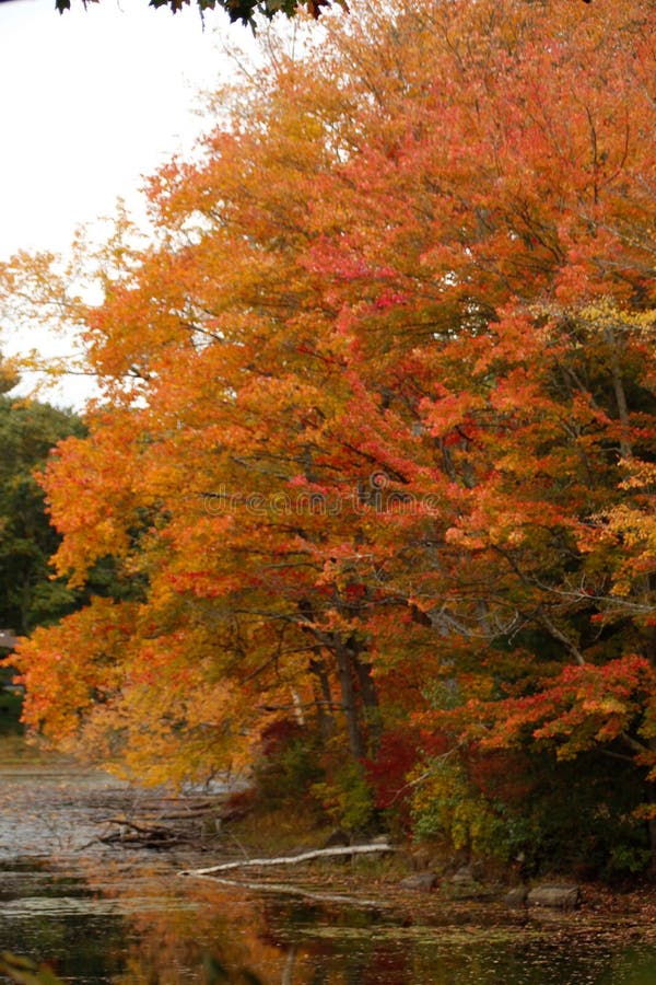 New England Fall Big Orange Tree, Over Pond Stock Photo - Image of ...