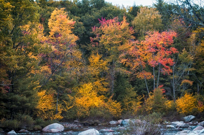 New England in fall stock photo. Image of forest, holiday - 63659854