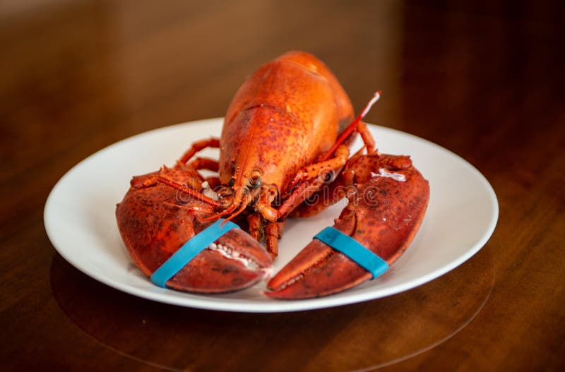 New England Main Lobster stock image. Image of single - 272612837