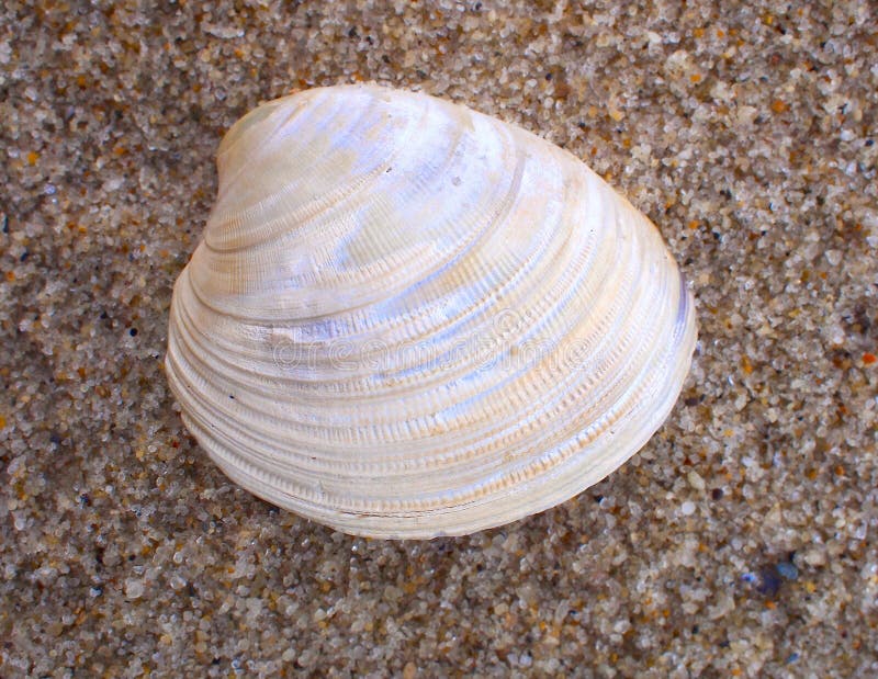 Hard Shell (quahog) on Sand at Chatham, Cape Cod Stock Photo - Image of ...