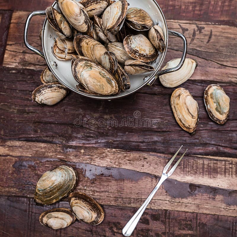 New England Steamer Clams Ready To Be Cooked Stock Image - Image of ...