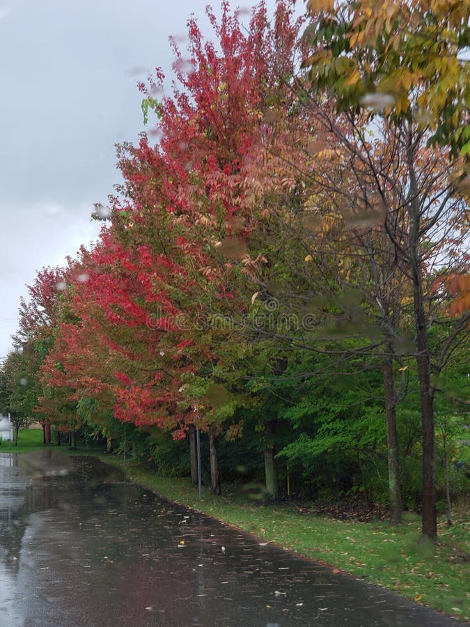 New Fall colors stock photo. Image of beginning, fall - 134724724