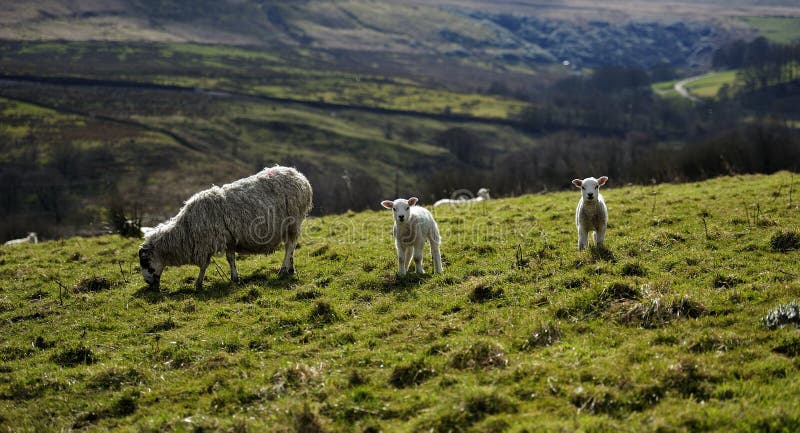 Spring Lambs Looking Directly at You Stock Image - Image of forest ...