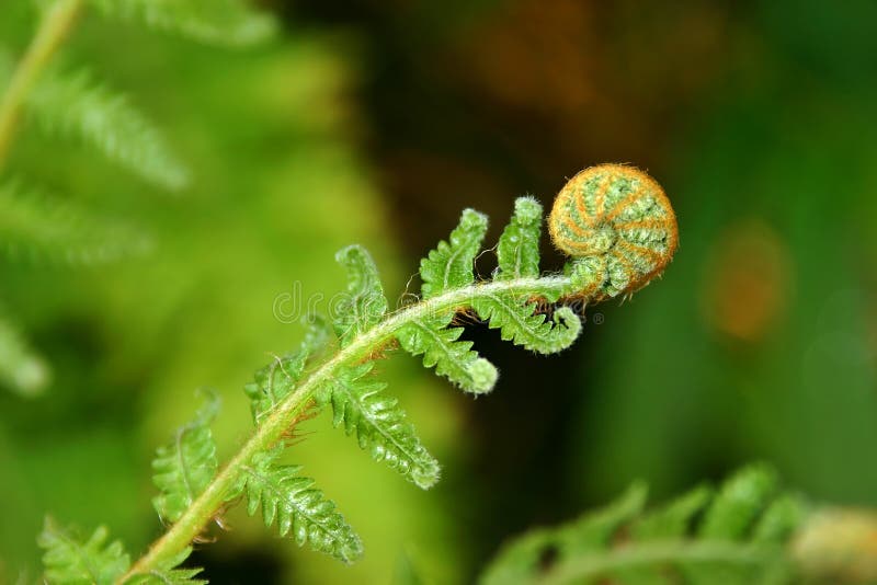 Curly fern stock photo. Image of plant, curly, close, vegetation - 938472