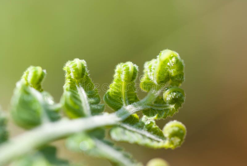 New Fern stock photo. Image of australia, growth, spring - 69584572
