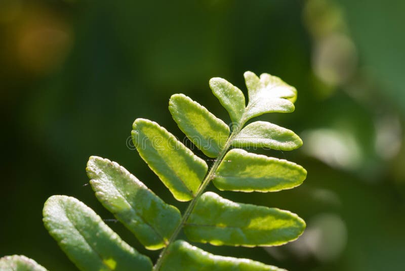 New Fern stock photo. Image of detail, tree, green, spring - 69758760
