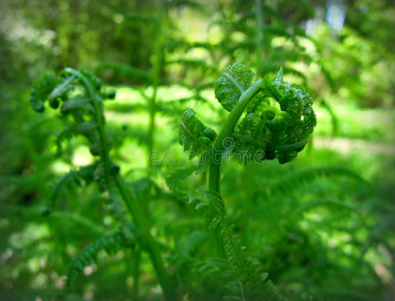 New Fern stock image. Image of cycle, maori, closeup - 94015591