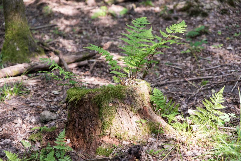 New Fern Growing on Dead Tree Stock Image - Image of growth, fresh ...