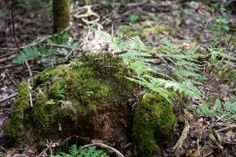 New Fern Growing on Dead Tree Stock Image - Image of fern, life: 195089881
