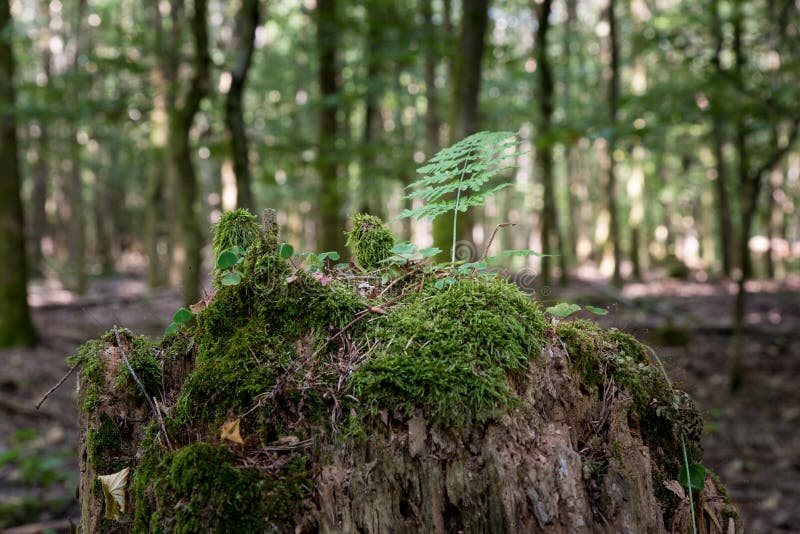 New Fern Growing on Dead Tree Stock Image - Image of creeping, mossy ...