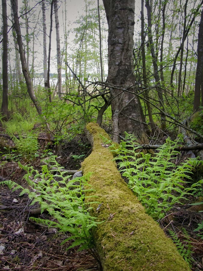 A new fern grows stock image. Image of fresh, wood, plant - 235738465