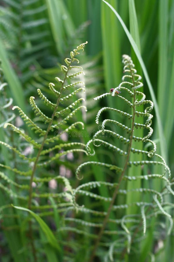 New Fern Leaf Picture. Image: 4662443