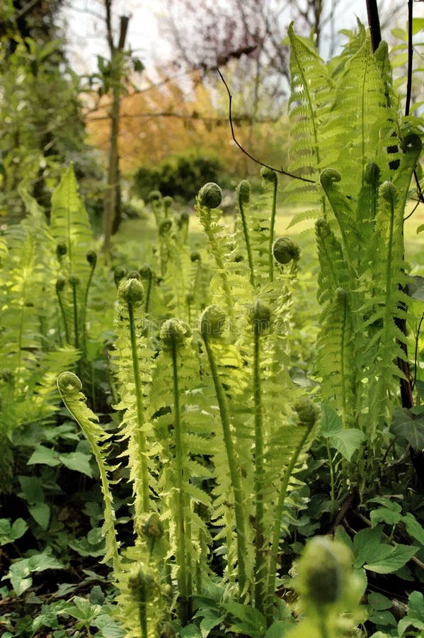 New fern leaf stock image. Image of spring, detail, green - 5057757