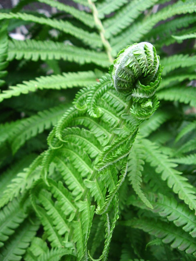 New fern leaf stock photo. Image of growing, decorative - 862214