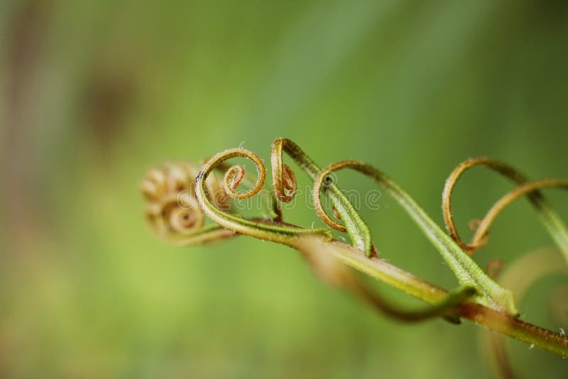 New Fern Leaf stock image. Image of nature, ferns, green - 48061463