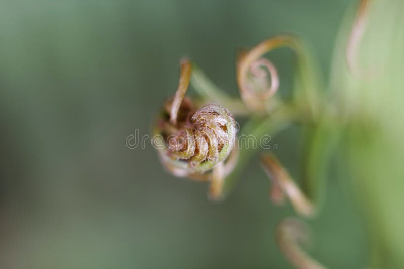 New Fern Leaf stock image. Image of growth, growing, plant - 48064593