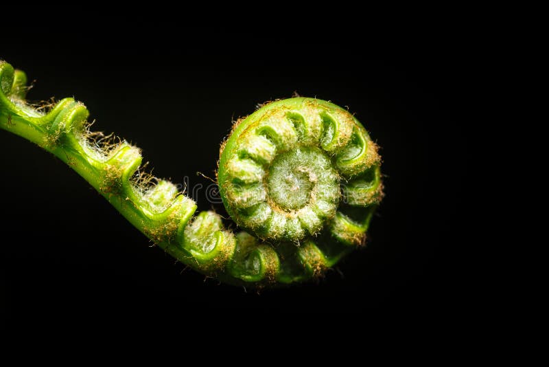 New Fern Leaf stock photo. Image of plant, growing, green - 17705734