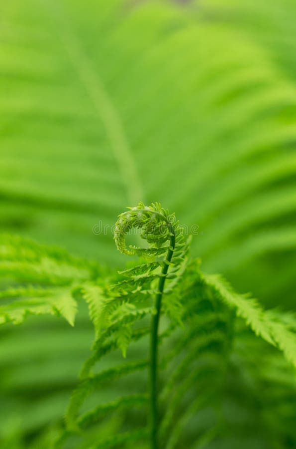 New Fern Leaf stock photo. Image of plant, curl, leaf - 31478012