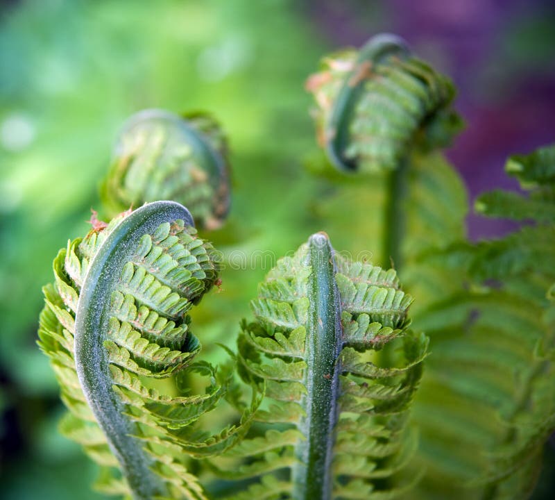 New Fern stock image. Image of leaf, fern, ferny, detail - 954231
