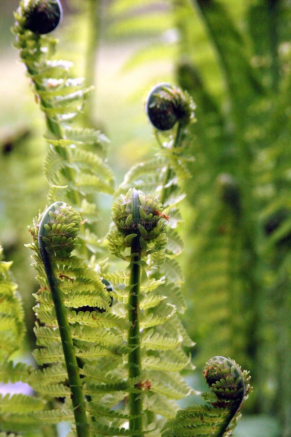 New Ferns Growing in Spring Stock Image - Image of forest, lush: 5057753