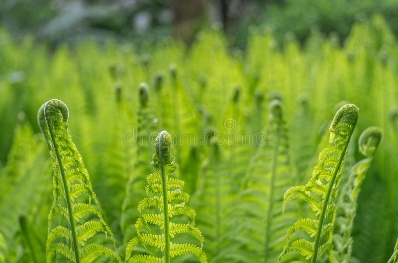 New ferns in the woods stock image. Image of abstract - 48631731